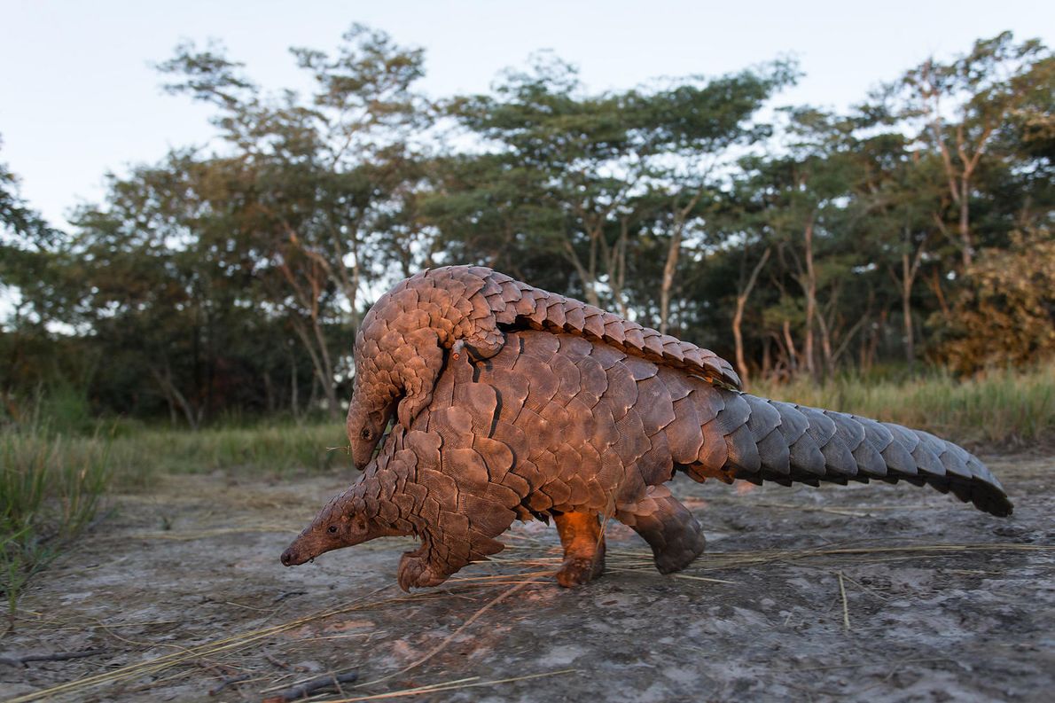 🎙️ Podcast Saber Animal #007 – PANGOLIM - Saber animal